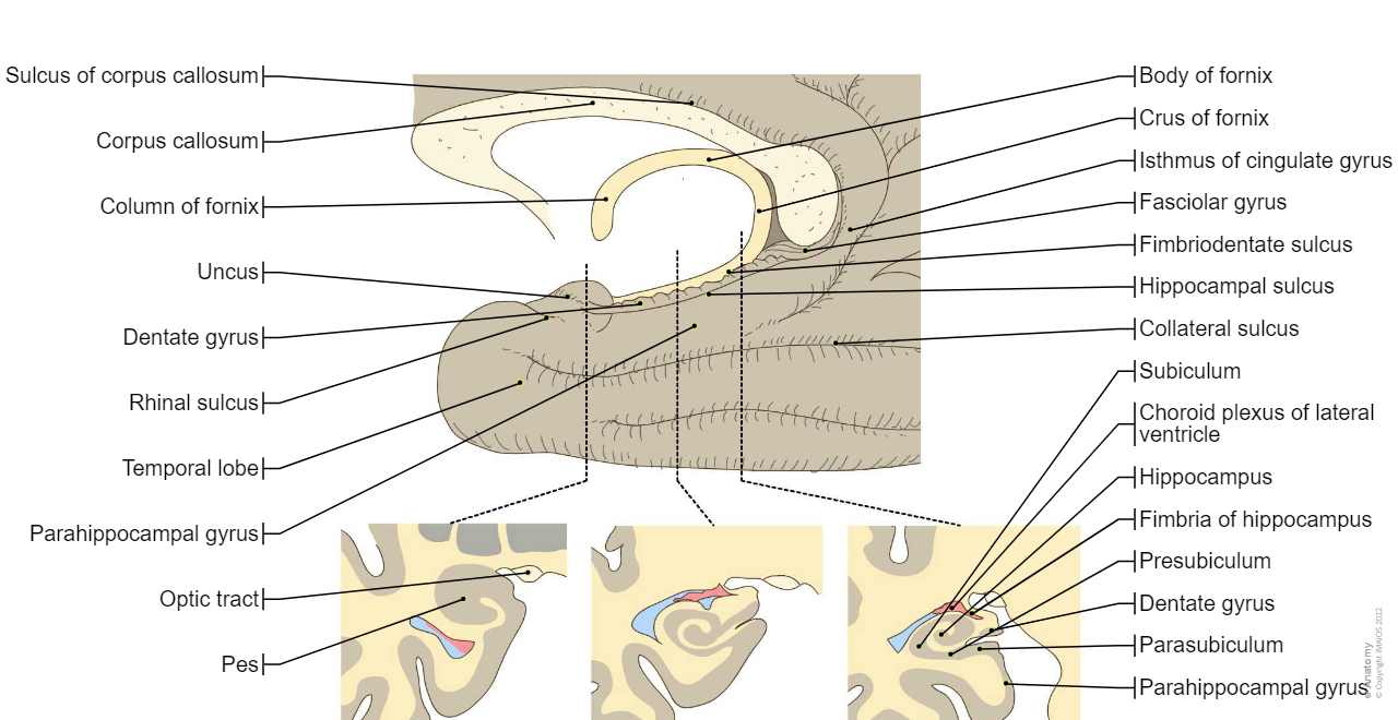 Anatomical diagrams of the brain | e-Anatomy