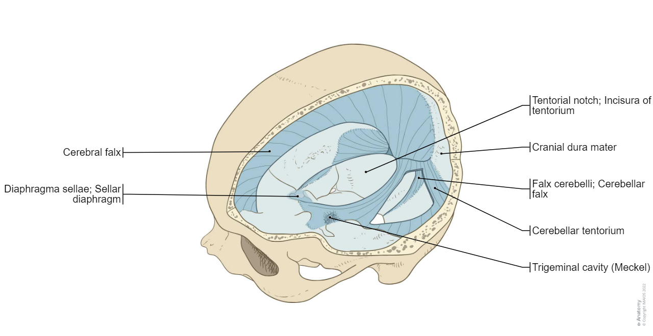 Anatomical diagrams of the brain | e-Anatomy