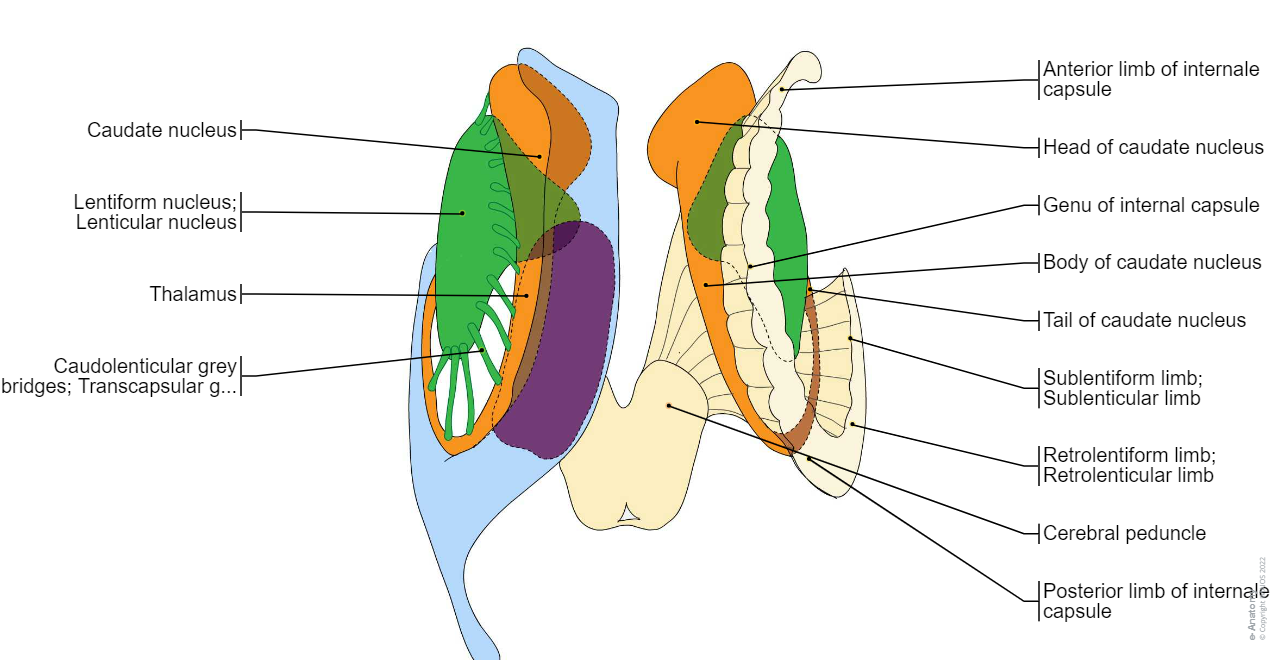 Anatomical diagrams of the brain | e-Anatomy