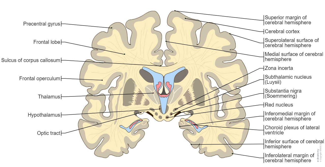 Anatomical diagrams of the brain | e-Anatomy