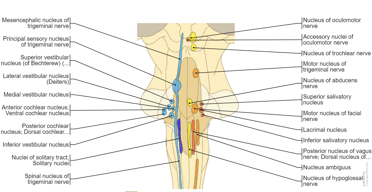 Anatomical diagrams of the brain | e-Anatomy
