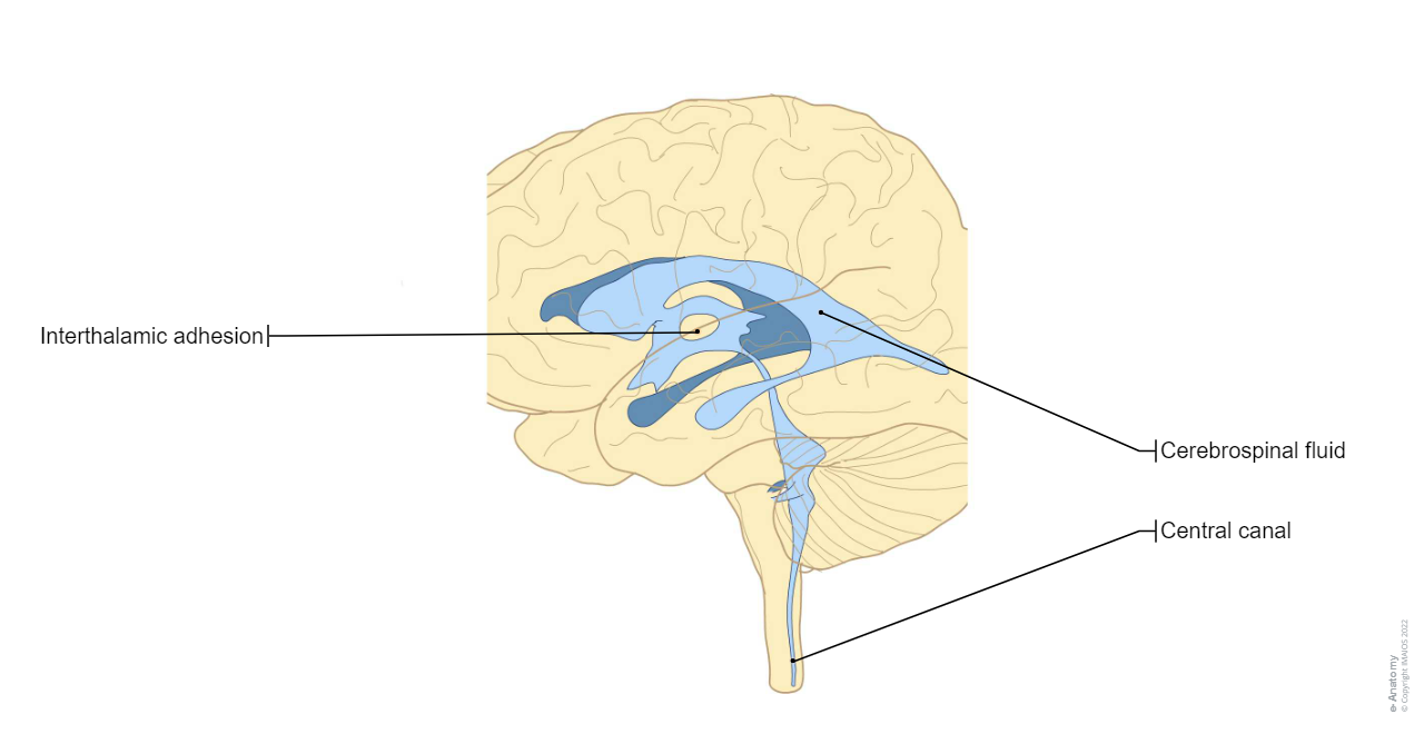 Anatomical diagrams of the brain | e-Anatomy