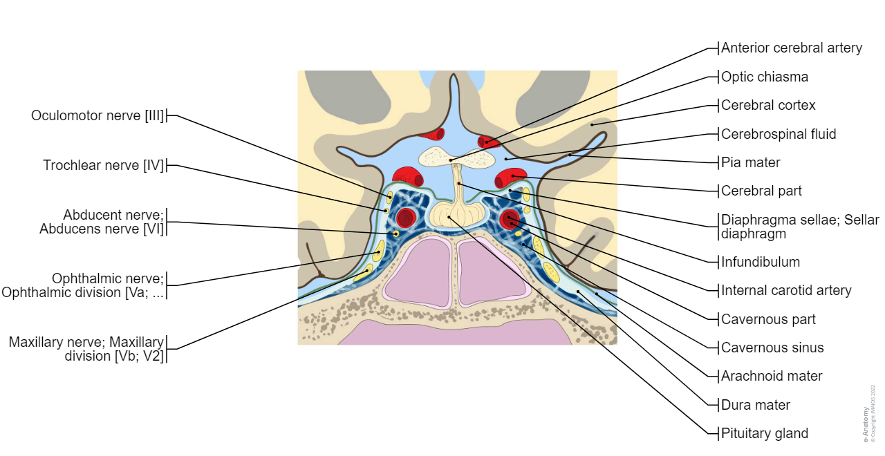 Anatomical diagrams of the brain | e-Anatomy