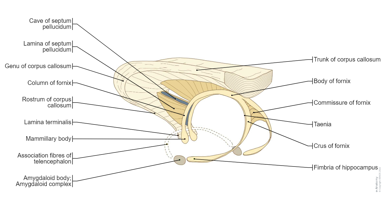 Anatomical diagrams of the brain | e-Anatomy